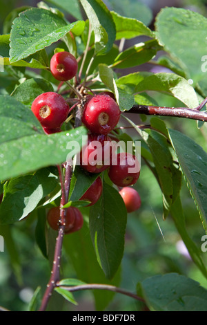 Apple on tree Stock Photo - Alamy