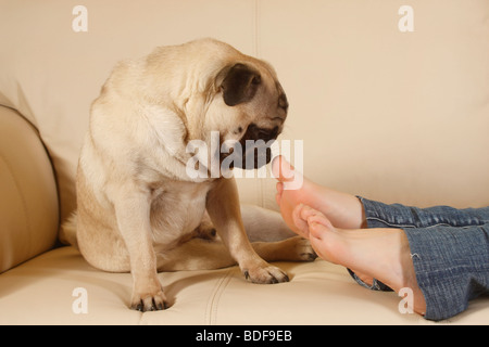Pug sniffing at feet Stock Photo - Alamy