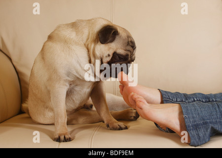 Pug sniffing at feet Stock Photo - Alamy