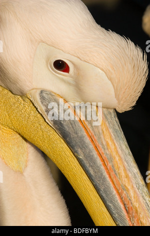 A pelican is a large water bird with a distinctive pouch under the beak ...