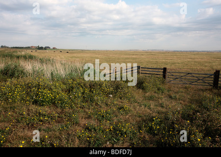 Elmley RSPB reserve, Kent, August 2009 Stock Photo - Alamy