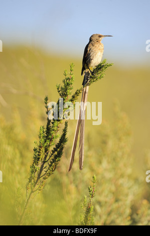 Male Cape Sugarbird Stock Photo - Alamy