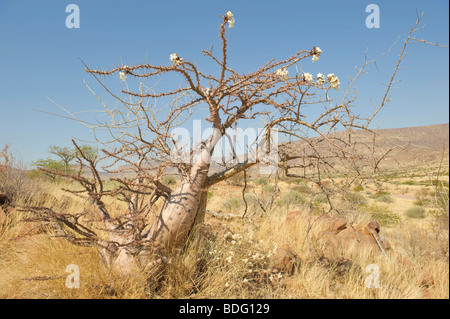 Pachypodium lealii, the bottle tree,tree,trees,watery latex, rich in ...