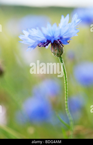 A single cornflower Centaurea cyanus flower with purple petals, a green ...