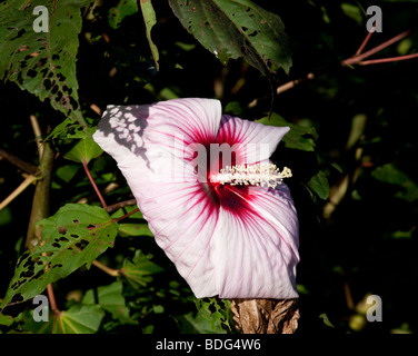 Hibiscus flower opening with large petals in two shades of pink, with ...