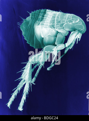 Scanning Electron Micrograph of a Flea Stock Photo - Alamy