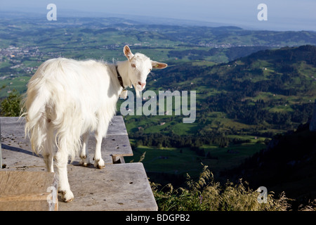 White goat in a risky position overlooking the Appenzell hilly ...