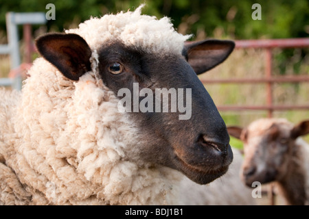 black crossbreed sheep with woolly fleece in farmyard field with stone ...
