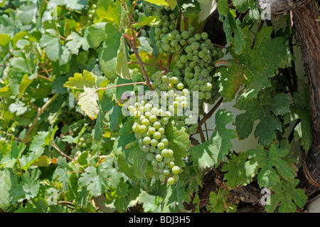 Maribor, Stajerska, Slovenia. Stara trta - Oldest grape vine in the ...