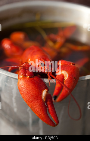 Signal crayfish claw Stock Photo - Alamy
