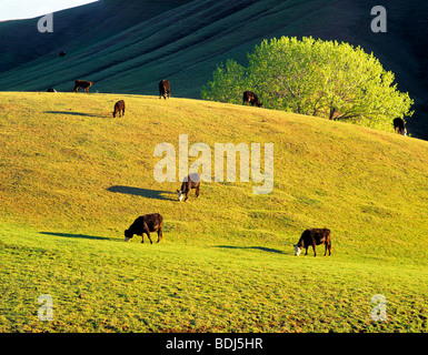 Cows grazing on a hillside Stock Photo - Alamy