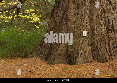 Electrical Outlet on an Old Cedar Tree Stock Photo - Alamy
