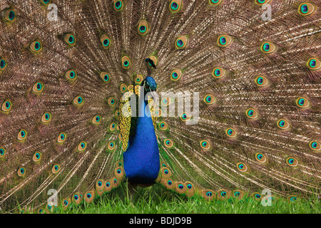 portrait of a colorful peacock Stock Photo - Alamy