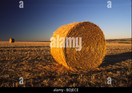 rolls of hay in a field Stock Photo - Alamy