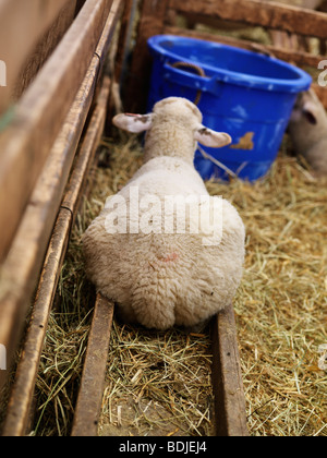 sheep laying in barn Stock Photo - Alamy