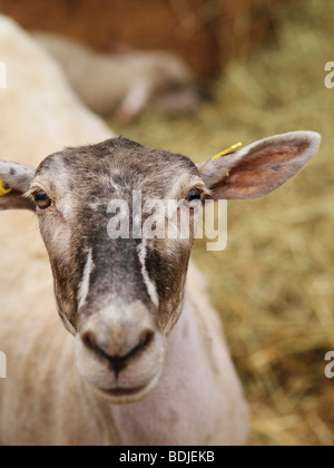 Closeup of a sheep eye Stock Photo - Alamy