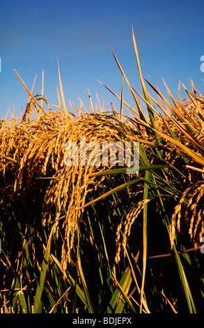 Ripe rice field and sky landscape on the farm Stock Photo - Alamy