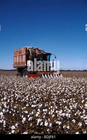 Cotton Harvesting, Australia Stock Photo - Alamy