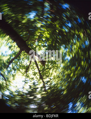 Looking into the tree canopy into the sun Stock Photo - Alamy