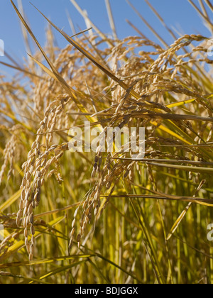 Close up shot of paddy ready to harvest as background, selective focus ...