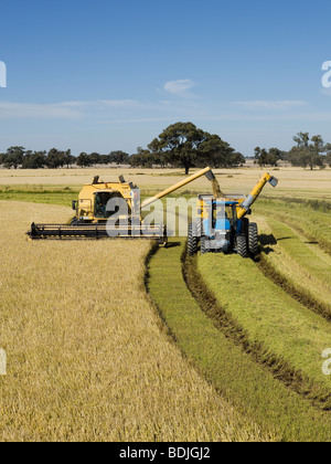 harvesting paddies by a harvester machine Stock Photo - Alamy