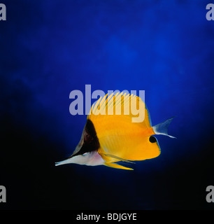 Long nosed fish underwater Stock Photo - Alamy