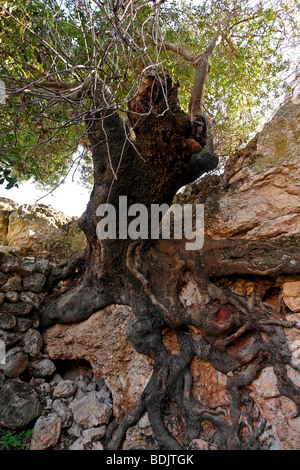 Samaria Terebinth tree Pistacia Palaestina in Yanun Stock Photo - Alamy