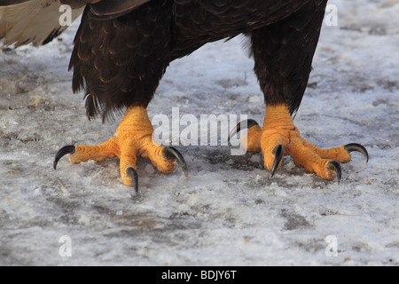 Close up of the feet and talons of a bald eagle (Haliaetus ...