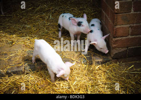 Pigs at Stonehurst Farm Park, Leicestershire Stock Photo - Alamy