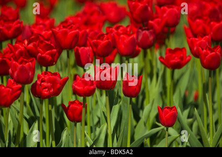 Tulip fields Spalding Lincolnshire UK aerial view Stock Photo - Alamy