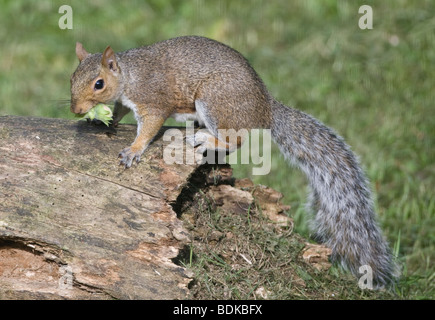 Grey Squirrel gathers Hazel Nuts for winter larder Stock Photo - Alamy