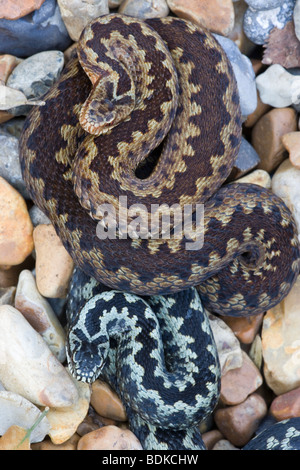 Male and female adders (Vipera berus) basking side by side in Surrey ...