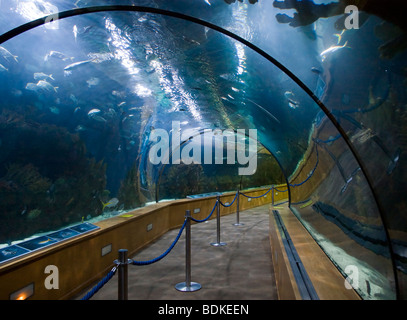 L'Oceanografic aquarium (inside view Stock Photo - Alamy