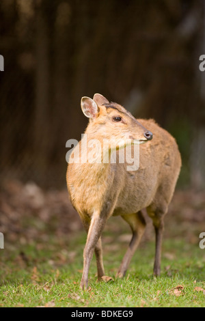 Muntjac (Muntiacus reevesi) deer adult running across a cereal field ...
