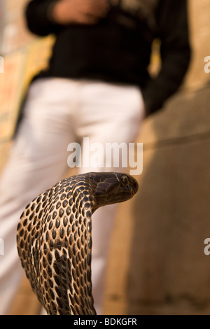 Spectacled snake, South Asian cobra, Spectacled snakes, South Asian ...