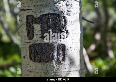 aspen tree carving from basque sheepherders 1900's steens mountain ...