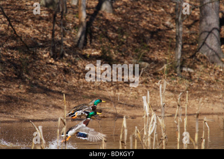 WATERFOWL FLOCK OF MALLARDS JUMPING AND FLYING FROM FLOODED TIMBER ...