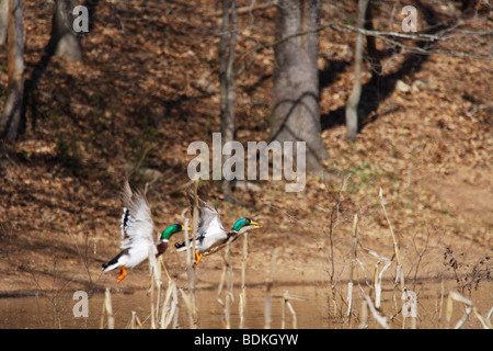WATERFOWL FLOCK OF MALLARDS JUMPING AND FLYING FROM FLOODED TIMBER ...