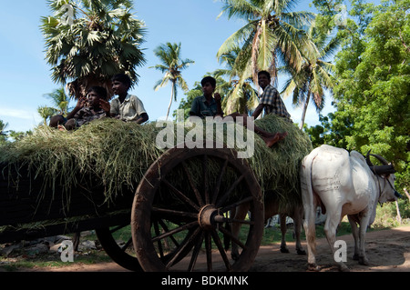Ox cart carrying hay Stock Photo - Alamy