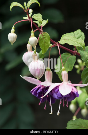 decorative garden plants with colorful hanging baskets in outdoor ...