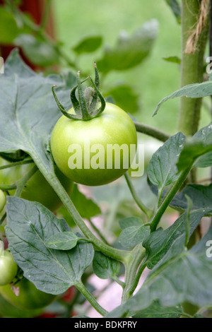 Unripened Tomato on the Vine Stock Photo - Alamy