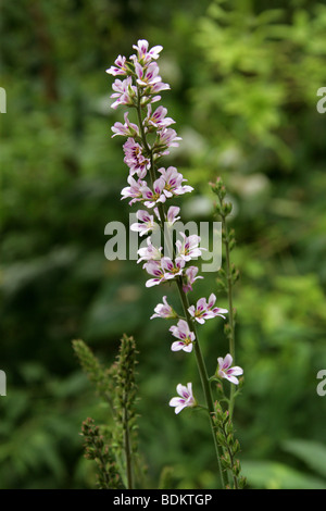 Bridal Wreath, Francoa appendiculata var. sonchifolia, Saxifragaceae ...