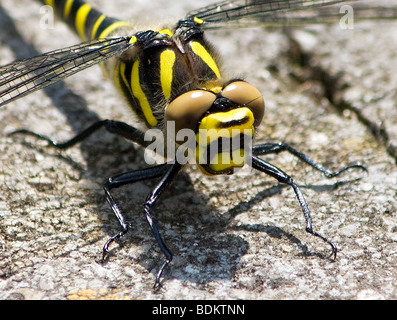 Colour macro photograph of Golden ringed dragonfly (Cordulegaster ...