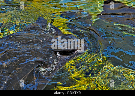 A Bat Ray swimming in an aquarium in the San Diego Sea World Stock ...