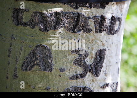 aspen tree carving from basque sheepherders 1900's steens mountain ...