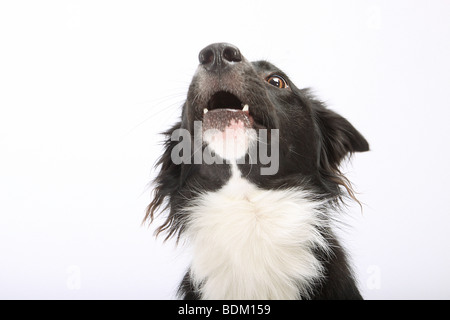Border Colile dog - portrait Stock Photo - Alamy