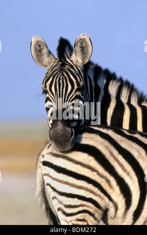 Burchell's (plains) zebra (Equus burchelli), with melanistic markings ...