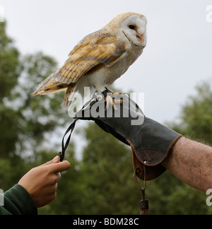 A Bird Of Prey Gripping The Handlers Gloved Hand In Avalon, Catalina ...