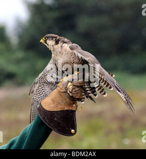 A peregrine falcon (Falco peregrinus) holding a small bird with its ...