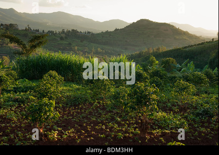 Coffee plantation, Mabara, near Butare, Rwanda Stock Photo - Alamy